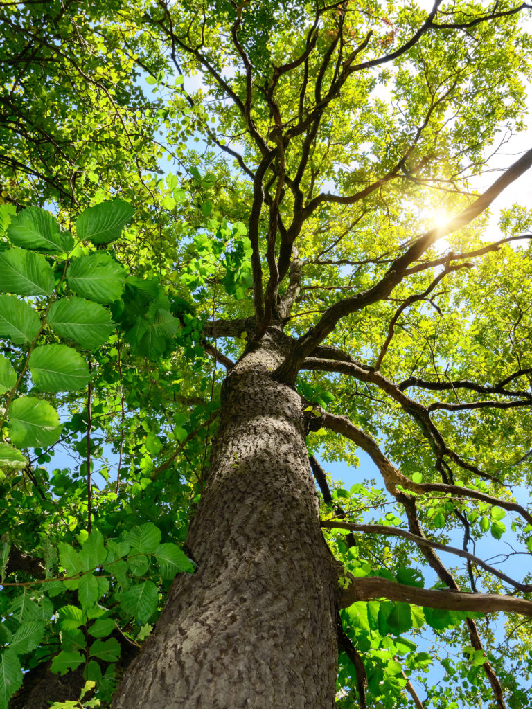 Adapter notre gestion forestière pour des forêts plus résilientes face ...