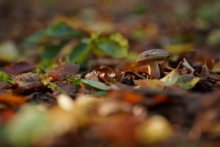 Les champignons du sol : acteurs indispensables à la croissance des ...