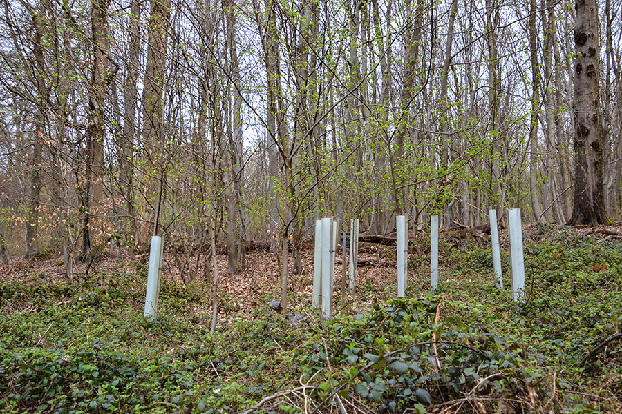Les points d’appui, une alternative à la plantation en plein qui séduit ...